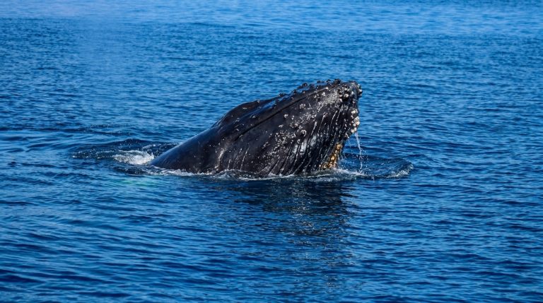 A Whale Did Something No One Had Ever Seen Before, and Decades Later ...