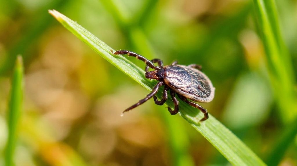 Why Certain Backyards Feel Like Paradise to Ticks and How to Change ...