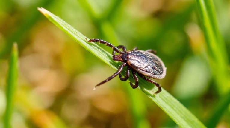 Why Certain Backyards Feel Like Paradise to Ticks and How to Change ...