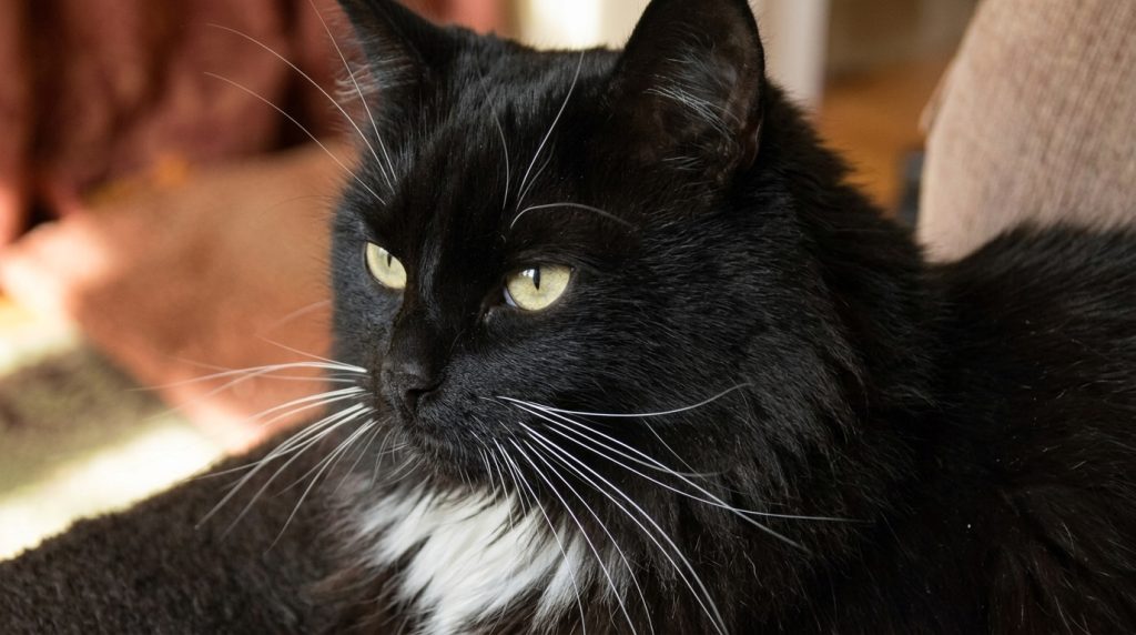 When Your Cat Stares Without Blinking, the Real Reason Might Surprise ...