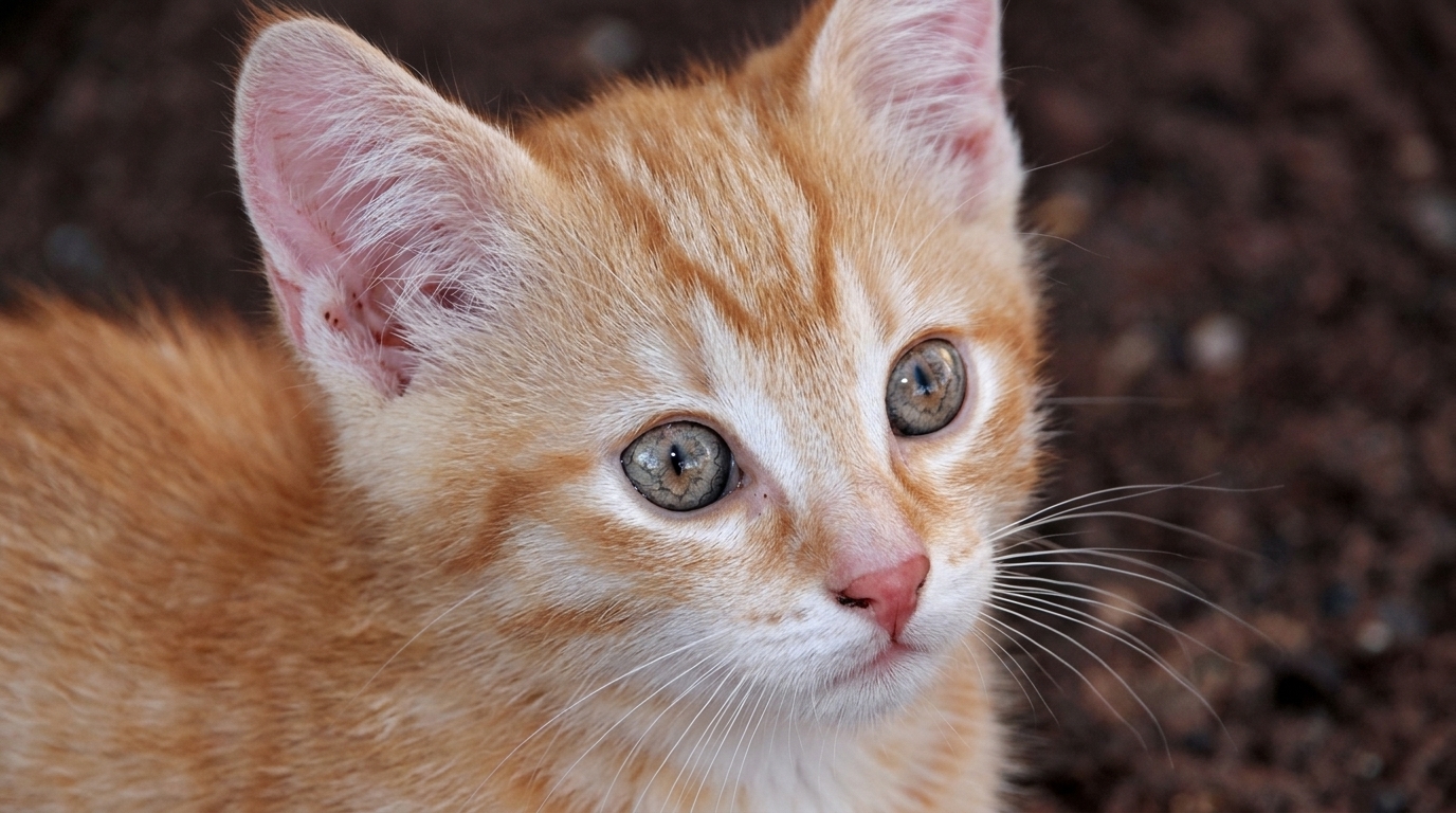 When Your Cat Stares Without Blinking, the Real Reason Might Surprise ...
