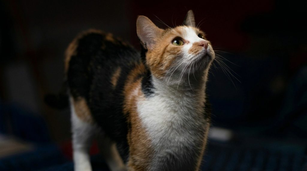 Orange Cats Are Genetically Different From Every Other Mammal and ...