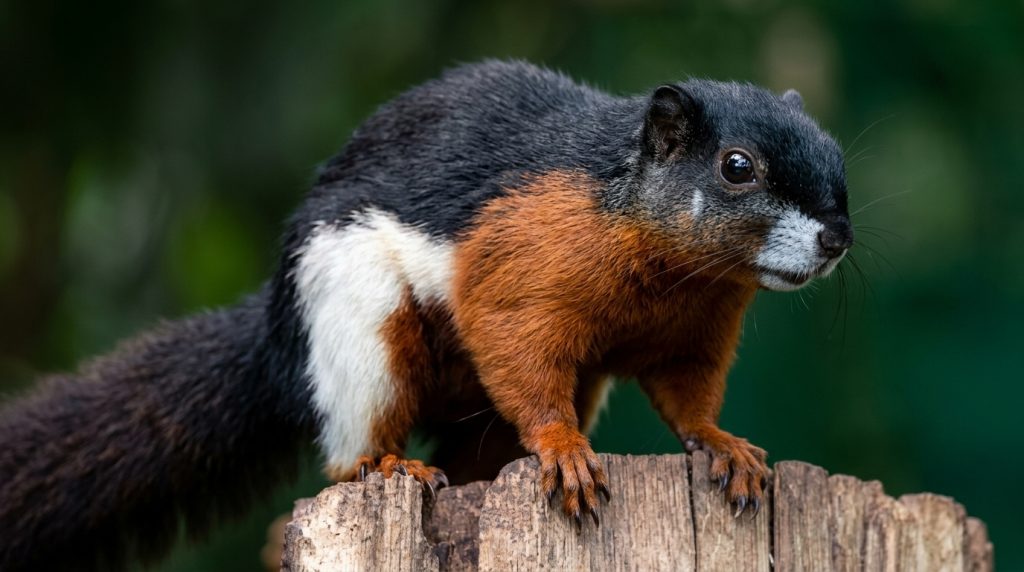 These Squirrels Look So Unusual That People Wonder If They’re Even Real ...