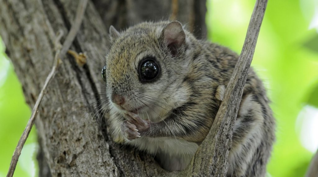 These Squirrels Look So Unusual That People Wonder If They’re Even Real ...