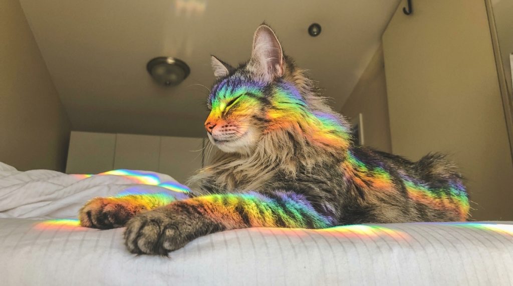 Photos of Cats That Look Like High Fashion Models Are Going Viral for ...