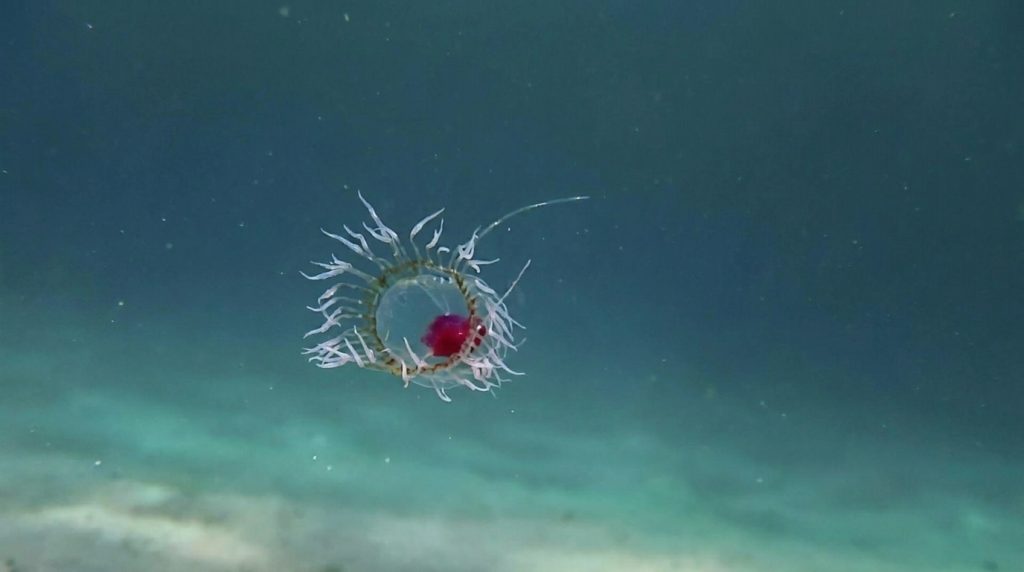 These Real Animals Look So Strange That People Struggle to Believe They ...