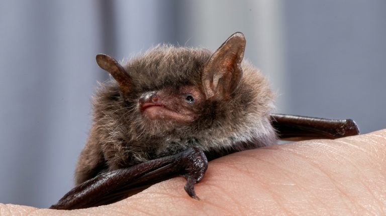 Scientists Discovered Bat Muscles That Move 100 Times Faster Than a ...