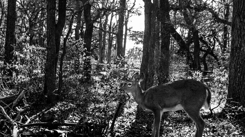 A Deer Was Caught on Camera Doing Something Scientists Never Expected ...