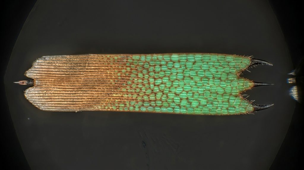A Butterfly’s Wing Reveals a Secret That Took Scientists Years to ...