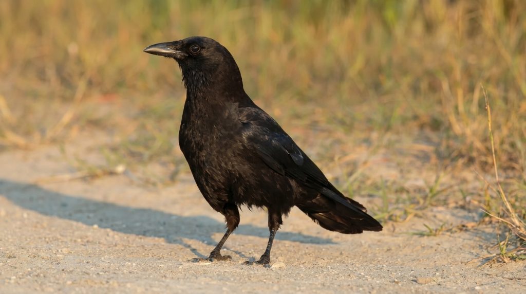 These Real Animals Look So Strange That People Struggle to Believe They ...